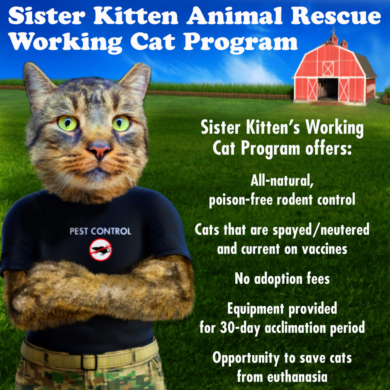 Working Cats - Sister Kitten