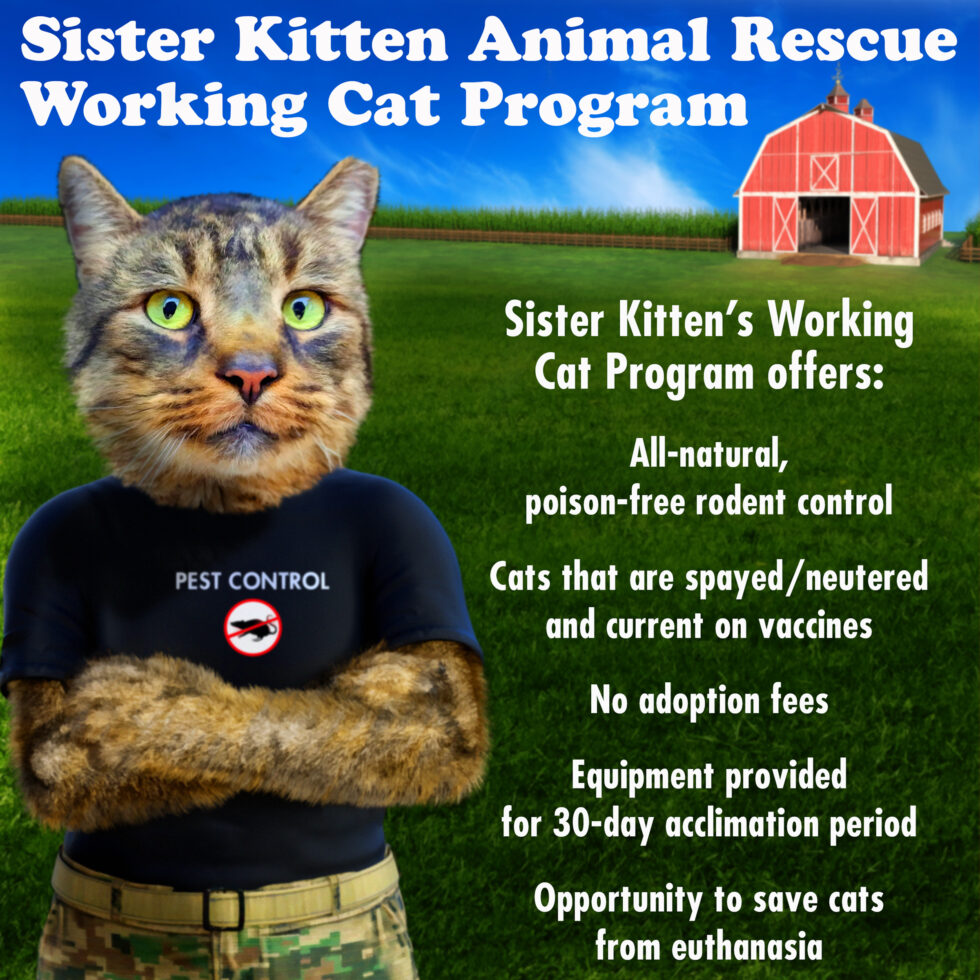 Working Cats - Sister Kitten